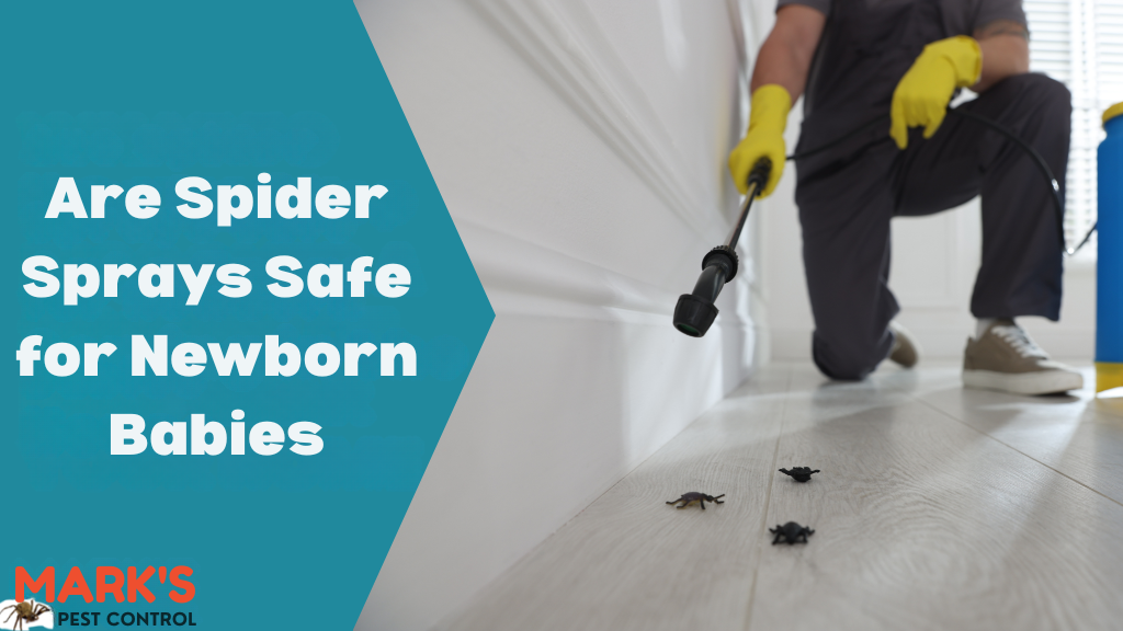 Are Spider Sprays Safe for Newborn Babies | Marks Pest Control