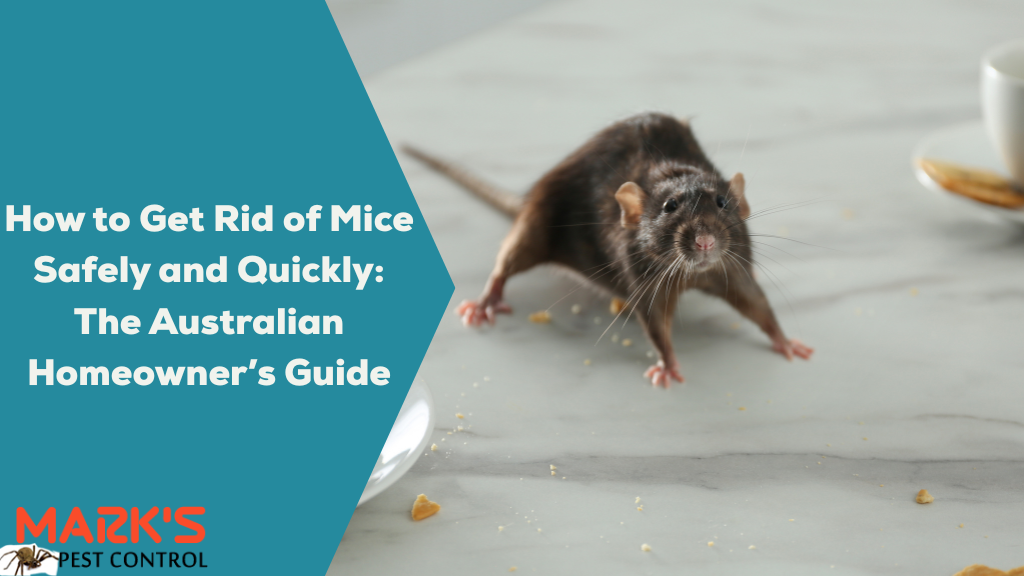 How to Get Rid of Mice Safely and Quickly | Marks Pest Control